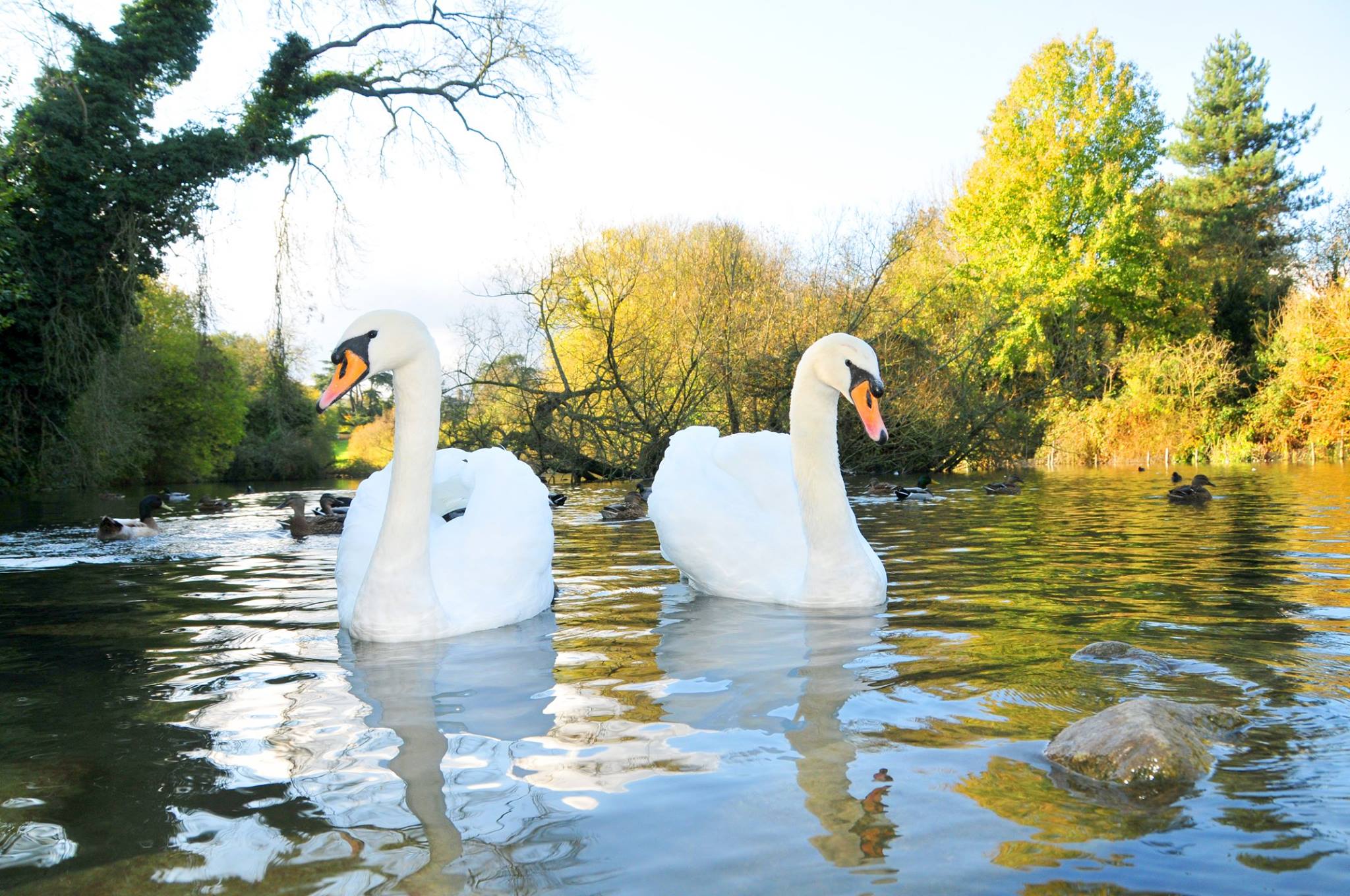 Brockhill Country Park - Things to Do - Hythe Imperial Hotel, Kent