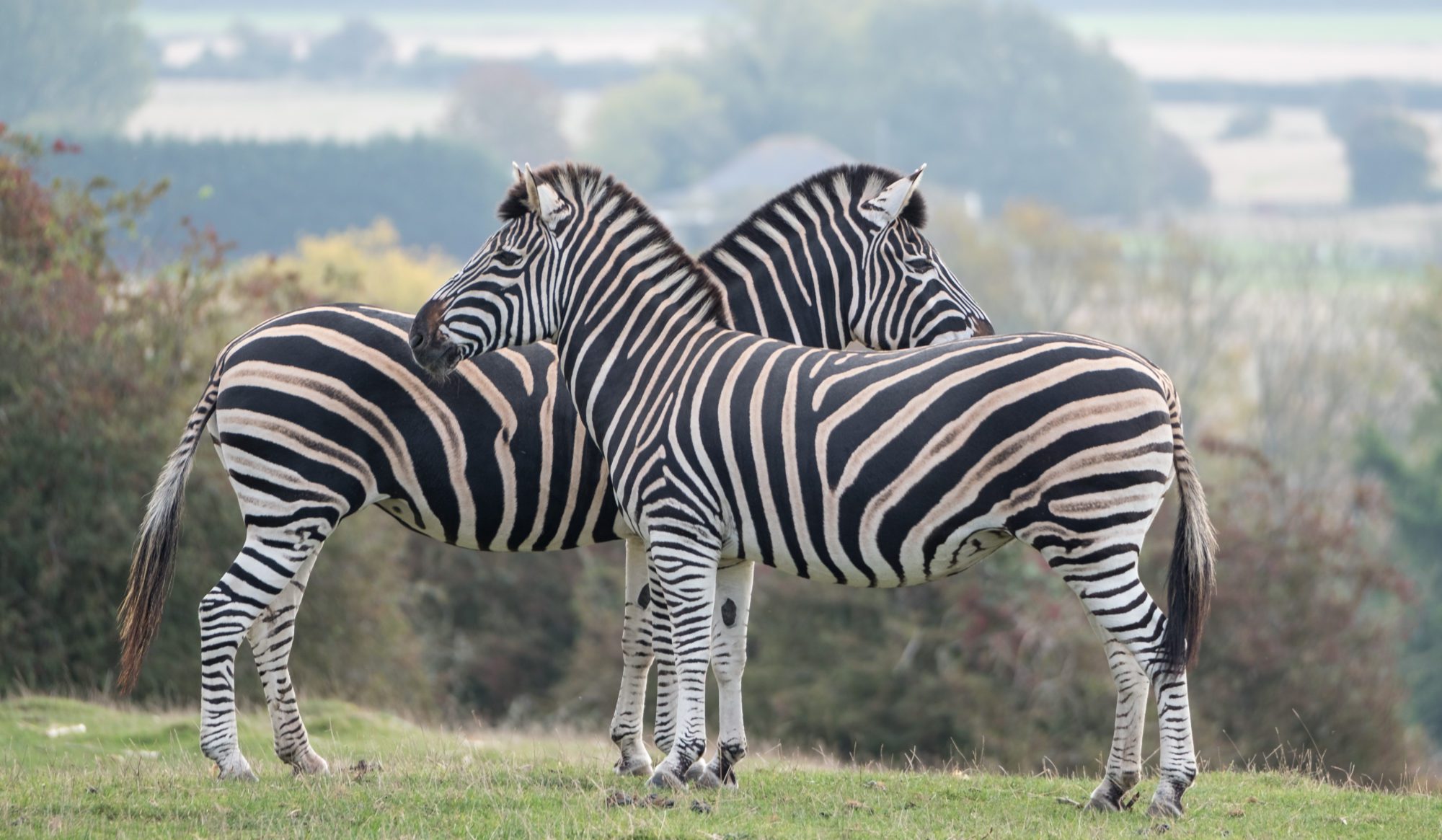 Discover Port Lympne Reserve - Hythe Imperial Hotel
